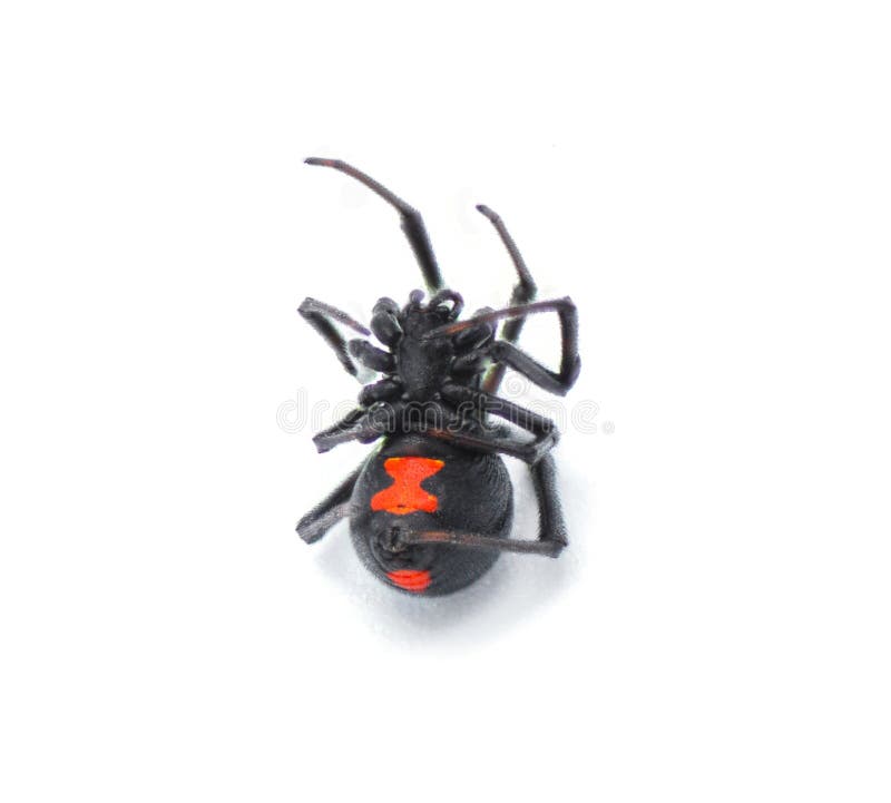 Latrodectus Mactans Southern Black Widow Or The Shoe Button Spider Is A Venomous Species Of
