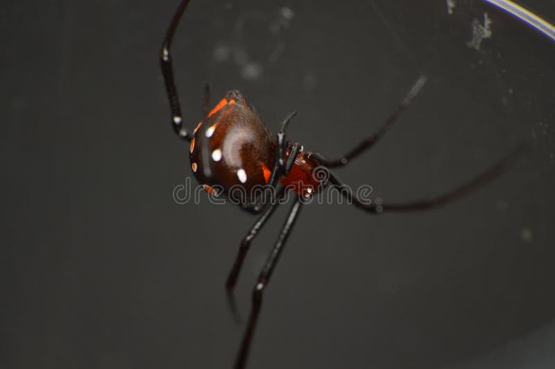 Latrodectus Menavodi Spider Stock Image - Image of latrodectus, beetle ...