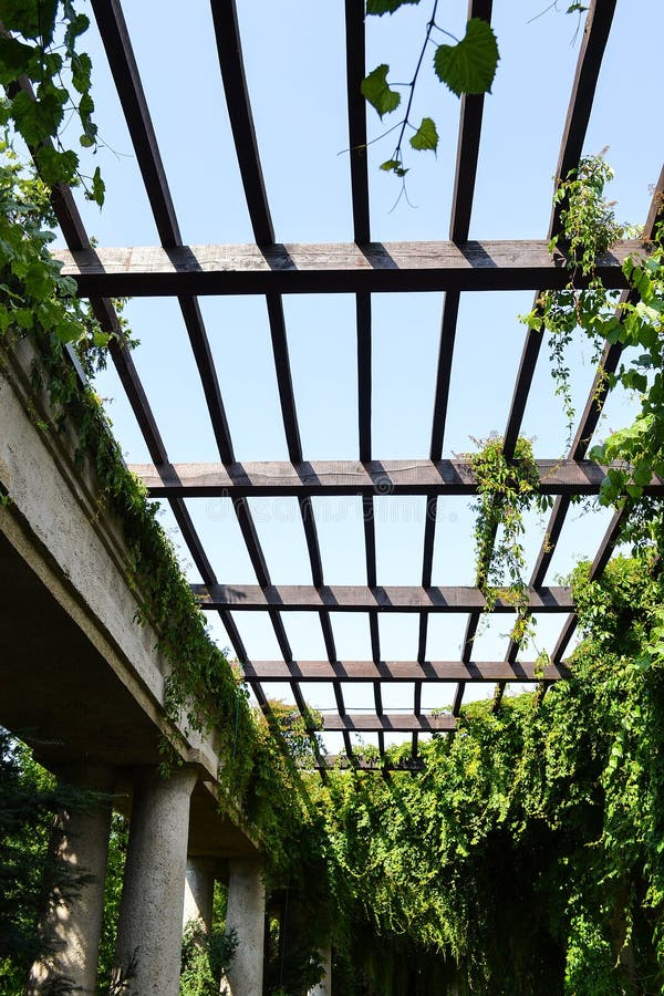 Lattice Ceiling in the Gallery with Ivy Stock Photo - Image of open ...