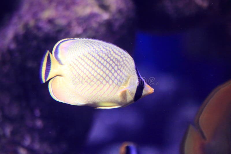 The Latticed Butterflyfish Chaetodon Rafflesi. Stock Image - Image of ...