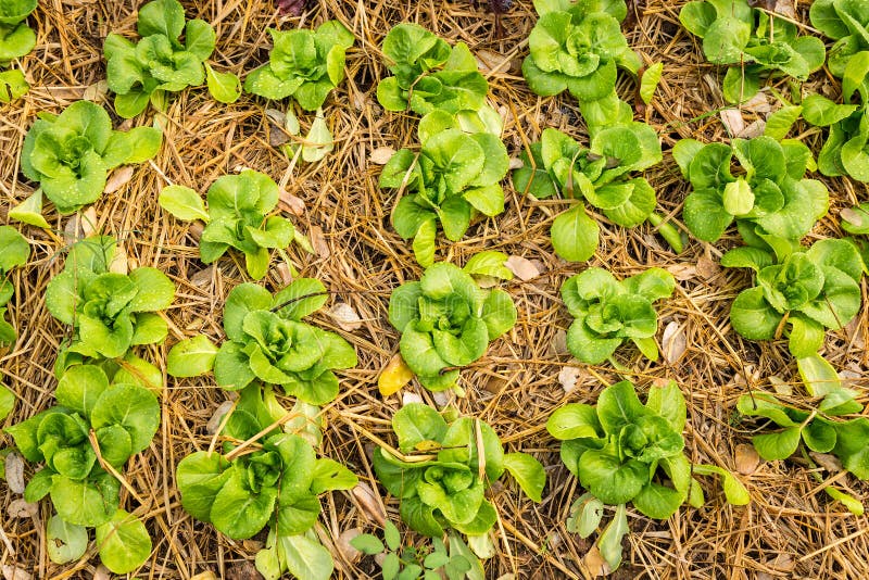 Lattich Archivbilder - Abgabe des Download-4,967 geben Fotos frei