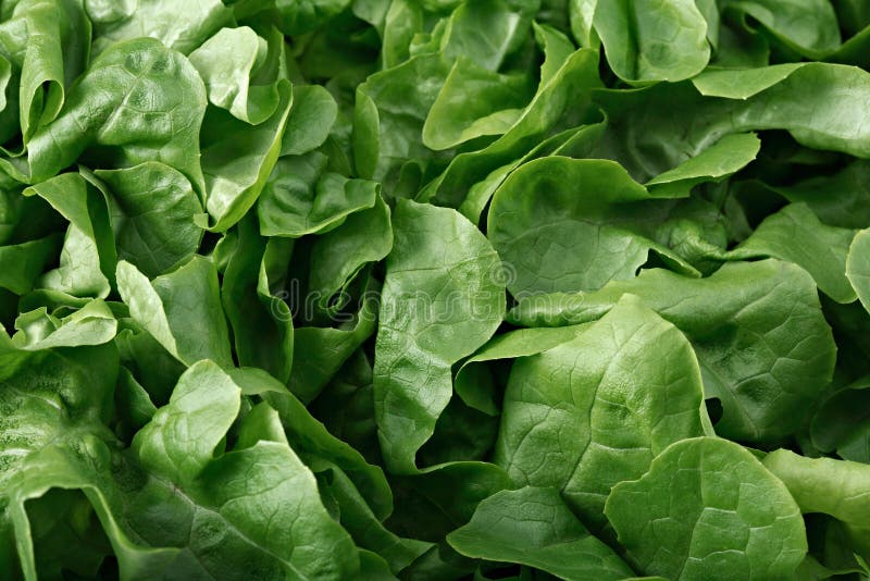 Dettaglio Di Lollo Verde Lettuce - Lattuga Riccia Verde Fotografia ...