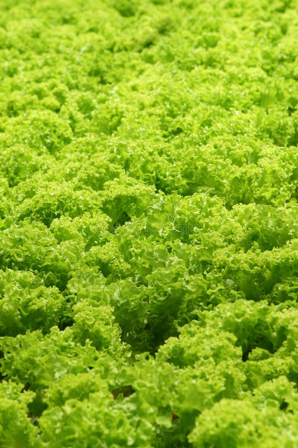 Lattuga riccia fotografia stock. Immagine di macro, verdura - 5583582