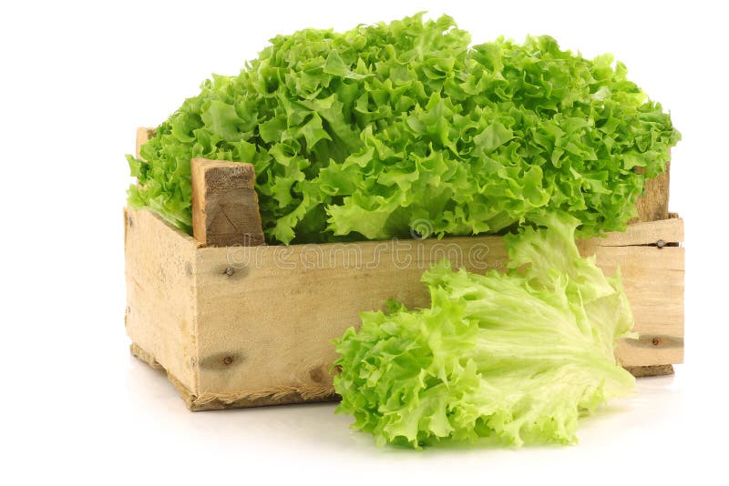 Dettaglio Di Lollo Verde Lettuce - Lattuga Riccia Verde Fotografia ...