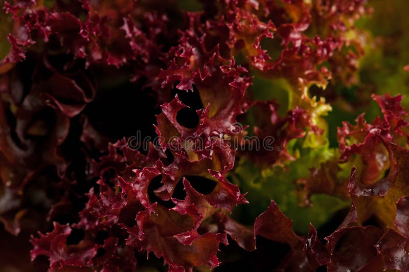 Lattuga riccia fotografia stock. Immagine di fogliame - 42794196
