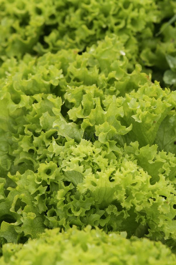 Lattuga riccia verde sana fotografia stock. Immagine di crescere - 41637682