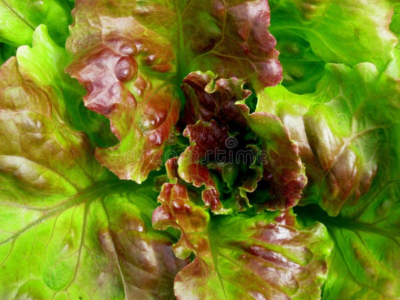 Lattuga rossa fotografia stock. Immagine di fiori, colore - 42224814