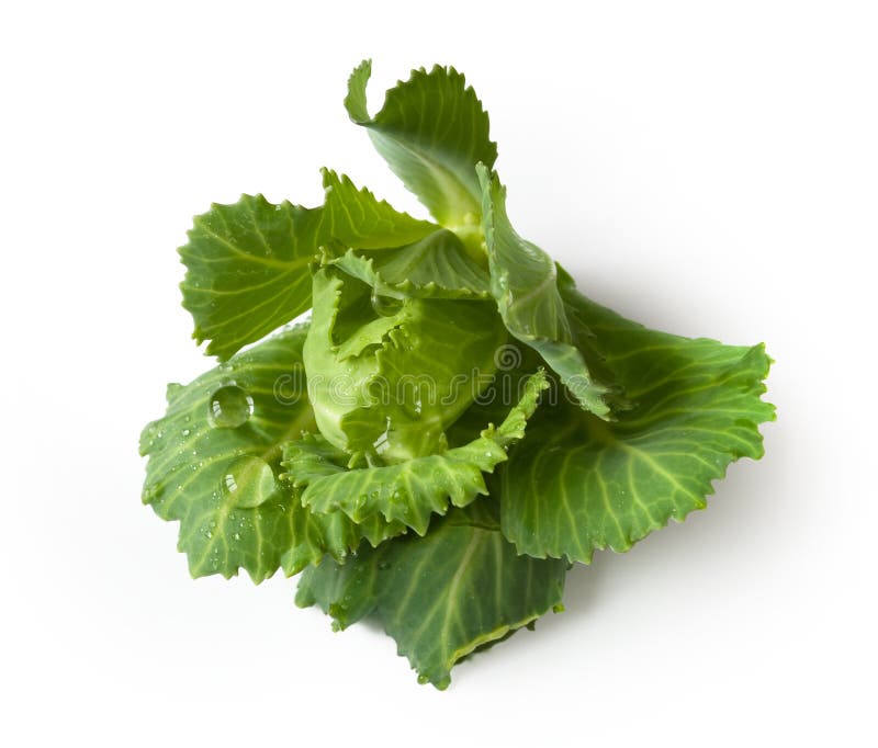 Lattuga verde fresca immagine stock. Immagine di rinfrescamento - 8537757