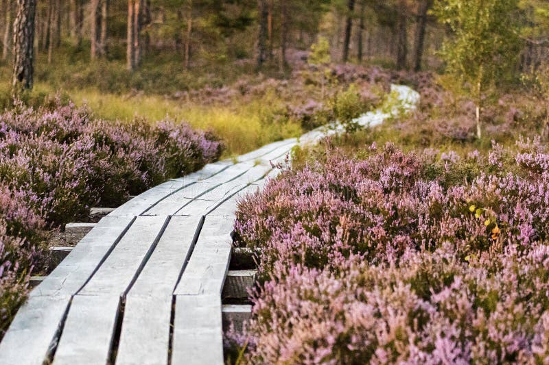 Mud Quicksand Swamp Stock Photos - Free & Royalty-Free Stock Photos ...