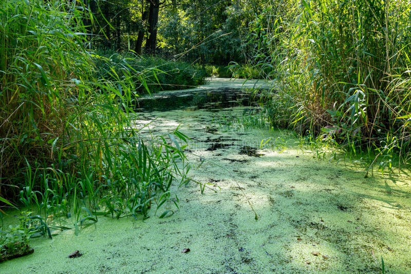 Swamp Pond Covered in Kemeri Park Latvia Stock Image - Image of camping ...