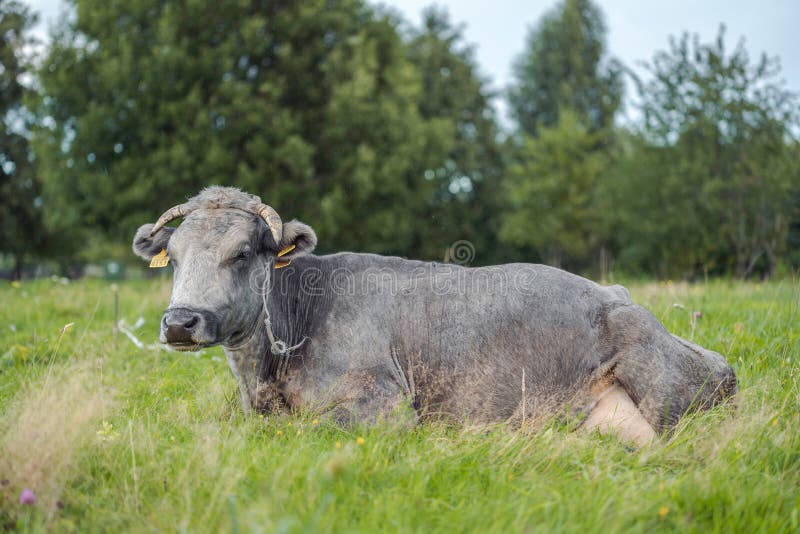 Latvian Blue Cow is Chilling on the Grass Field Stock Image - Image of ...