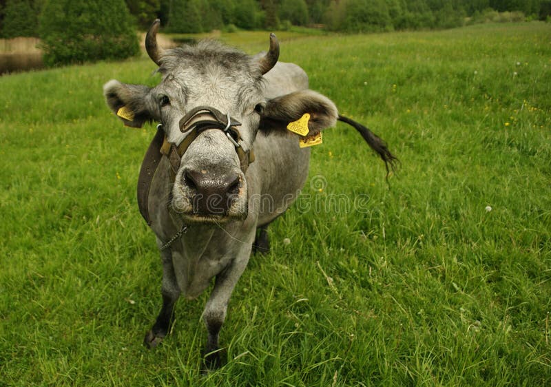 Latvian Blue Cow Looking in Spring Day Stock Photo - Image of wild ...