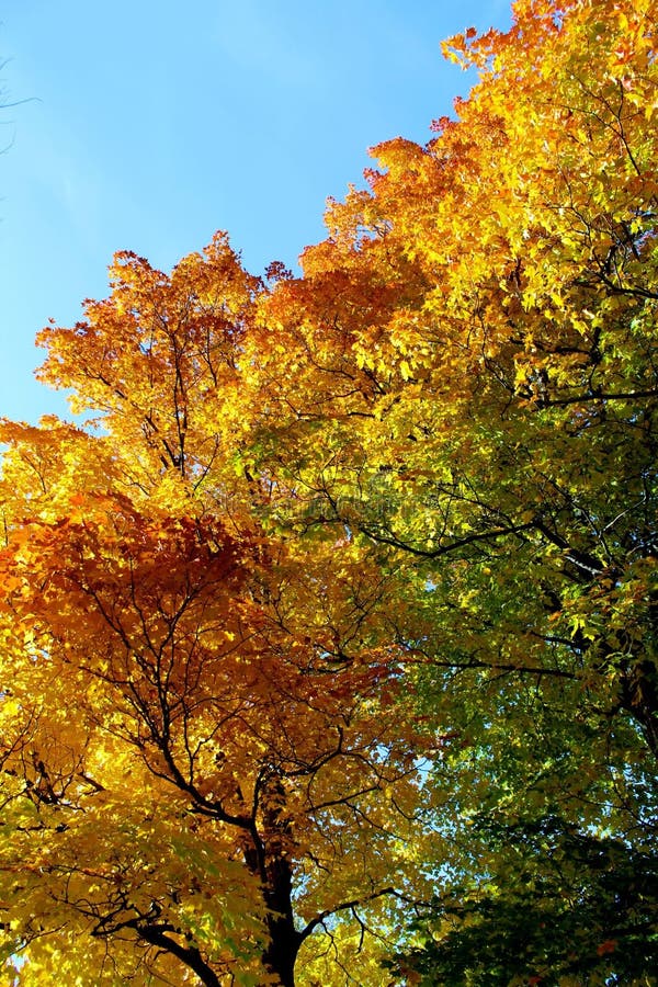 Laubbaum stockbild. Bild von chlorophyll, blätter, baum - 61521929