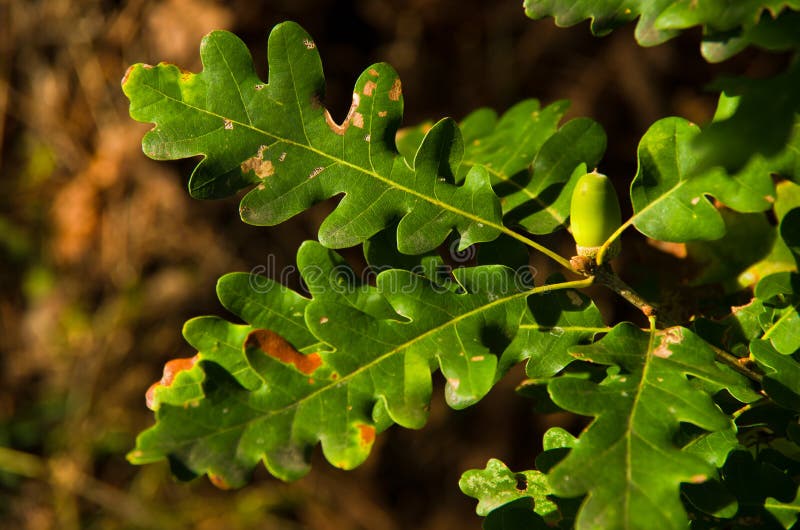 Eichenlaub mit Eichel stockfoto. Bild von frisch, botanik - 41392614