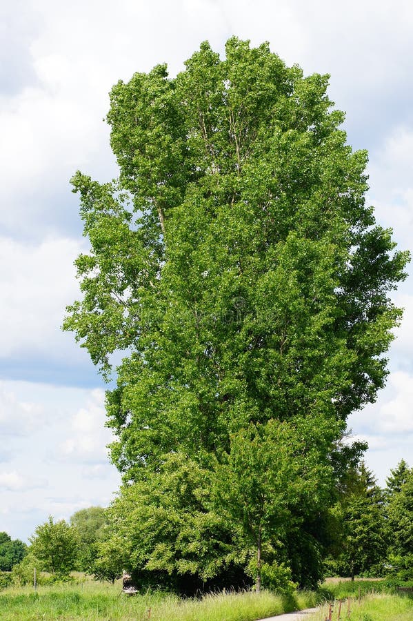 Laubbaum stockbild. Bild von deutschland, wetter, frühling - 31313991