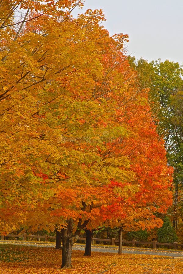 Laubbaum stockbild. Bild von chlorophyll, blätter, baum - 61521929
