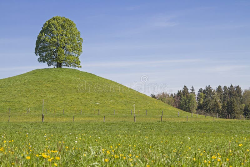Laubbaum Auf Dem Veigl-Berg Stockbild - Bild von wanderung, moräne ...