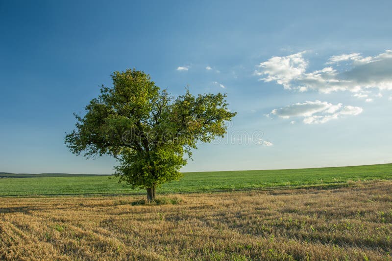 Laubbaum auf Stoppel stockfoto. Bild von stoppel, laubbaum - 127202126