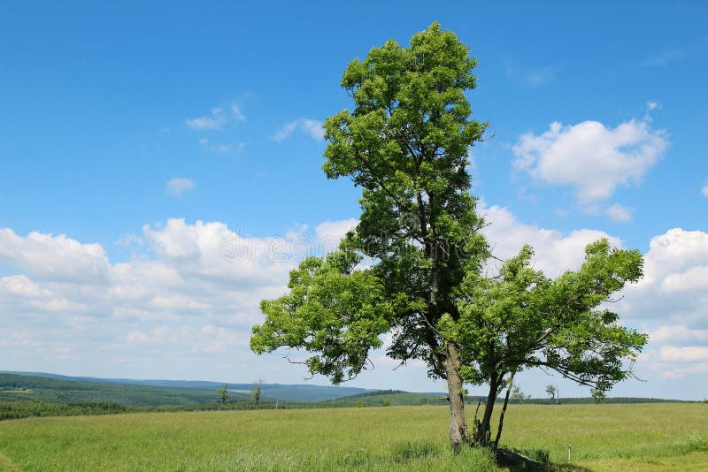 Laubbaum, Der in Einer Wiese Steht Stockfoto - Bild von üppig, rasen ...