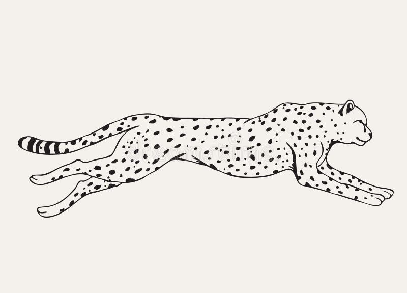 Laufende Leopardhand Gezeichnet Vektor Abbildung - Illustration von ...