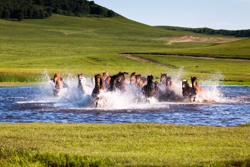 Pferde am See stockfoto. Bild von wasser, tier, nave - 32827608