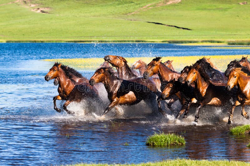 Galoppierende Pferde Im See Stockfoto - Bild von pferdeartig, galopp ...
