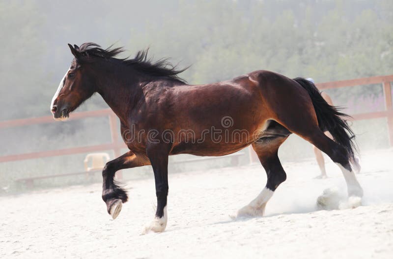 Laufendes Braunes Pferd Auf Bauernhof Stockbild - Bild von pferdeartig ...