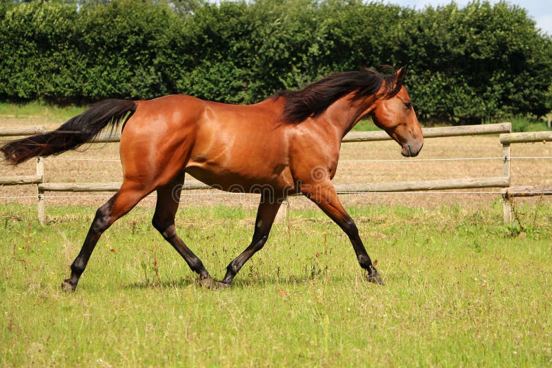 Laufendes braunes Pferd stockbild. Bild von tier, weide - 99300649