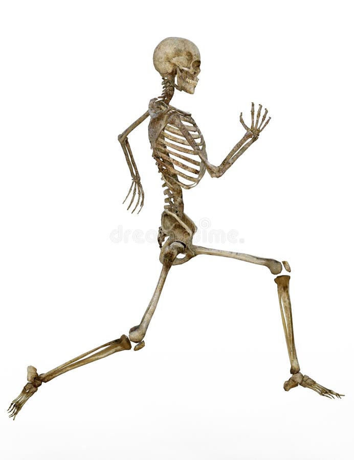 Laufendes Menschliches Skelett Stockbild - Illustration von profil ...