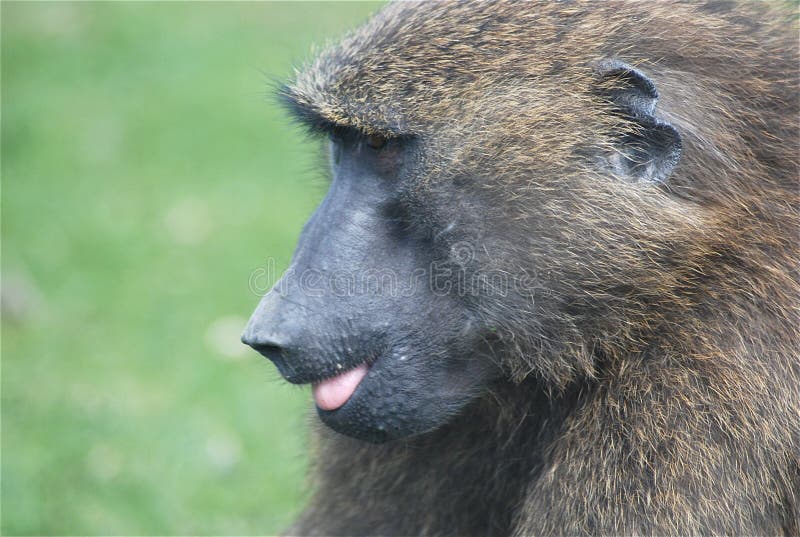 Laughing baboon stock image. Image of africa, baboon - 18777991