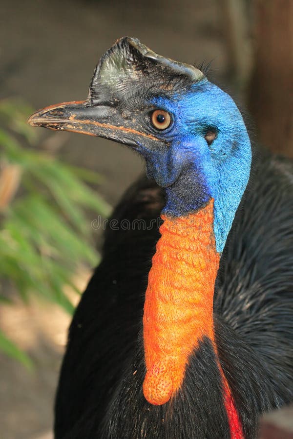 Laughing bird cassowary stock photo. Image of plume, horned - 2736070
