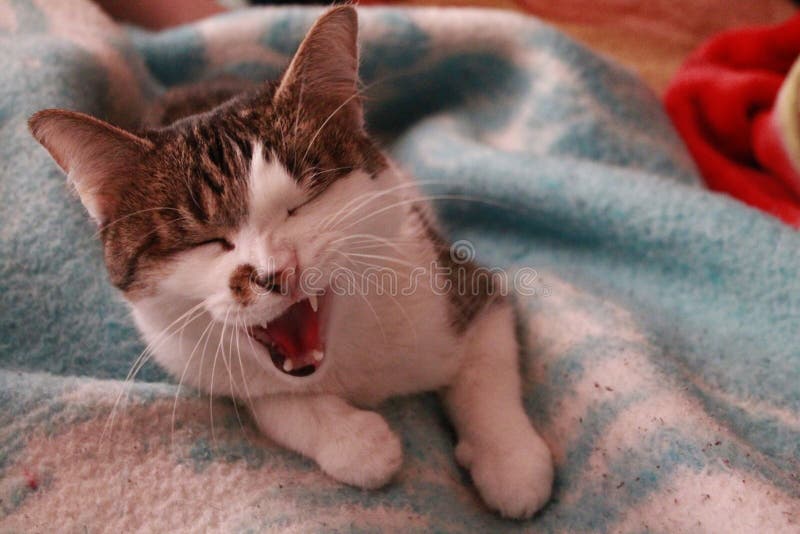 Laughing cat stock photo. Image of animal, lying, yawn - 101527794