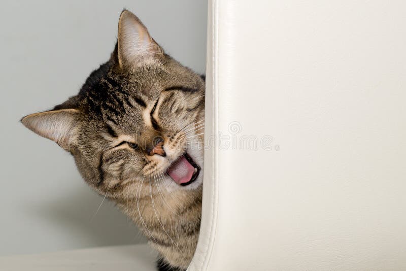 Tabby Cat Laughing stock photo. Image of tufts, tufty - 39567146