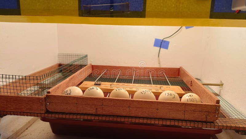 Laughing Chicken Eggs are in the Process of Hatching with an Egg ...