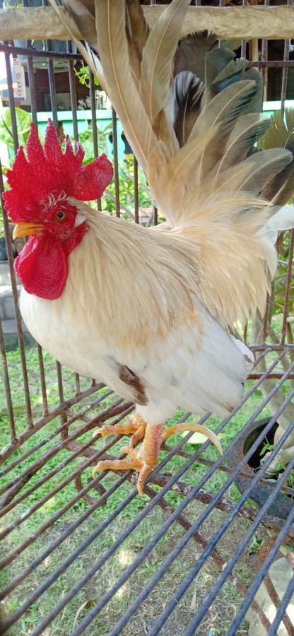 Unique and Unique Chickens of Brema Breed Stock Photo - Image of brema ...