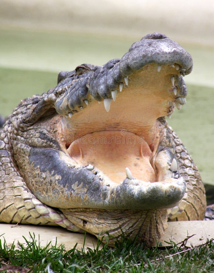 Laughing Crocodile stock image. Image of smiling, cranky - 21376623