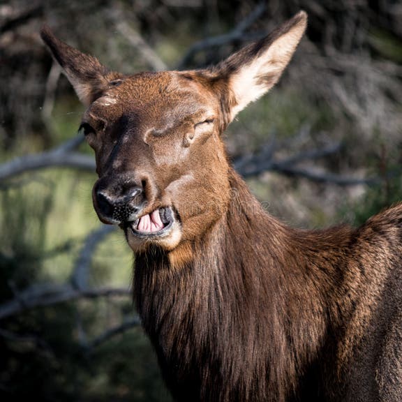 Laughing Deer stock image. Image of moose, staring, ears - 71453383