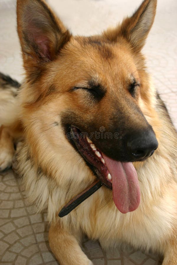 Laughing dog stock image. Image of funny, breeding, laughter - 3482233