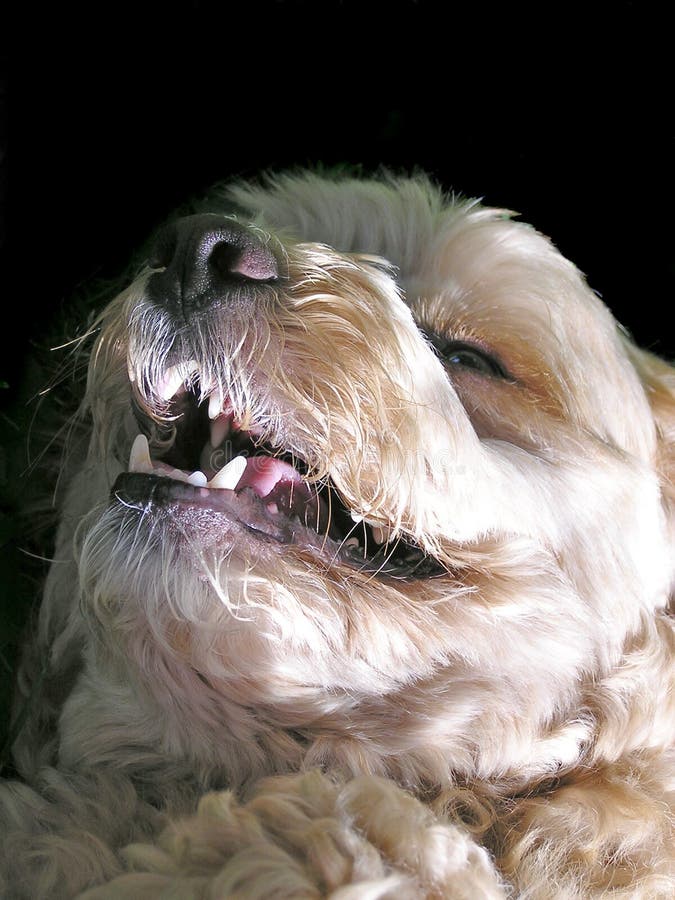 Laughing Dog stock photo. Image of muzzle, smiling, background - 4831666