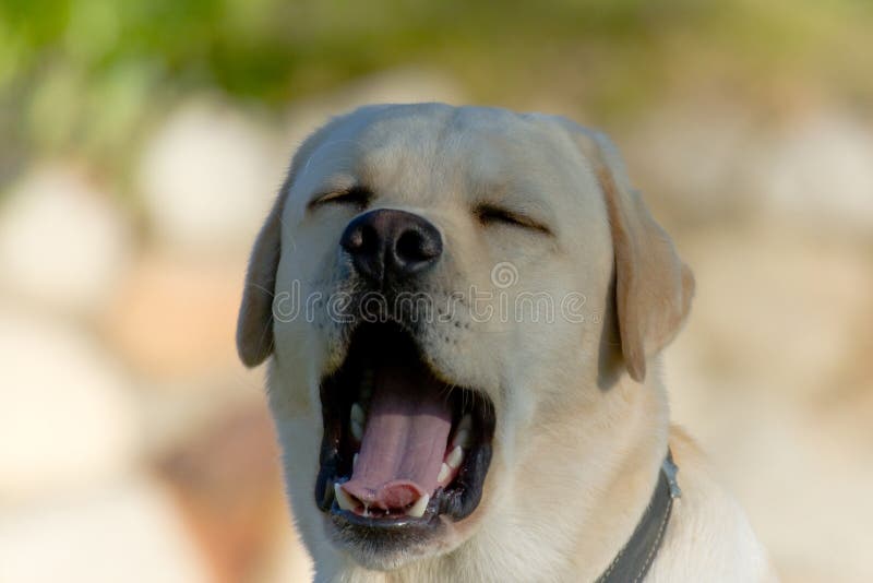 Laughing dog stock photo. Image of grin, collar, green - 6123022
