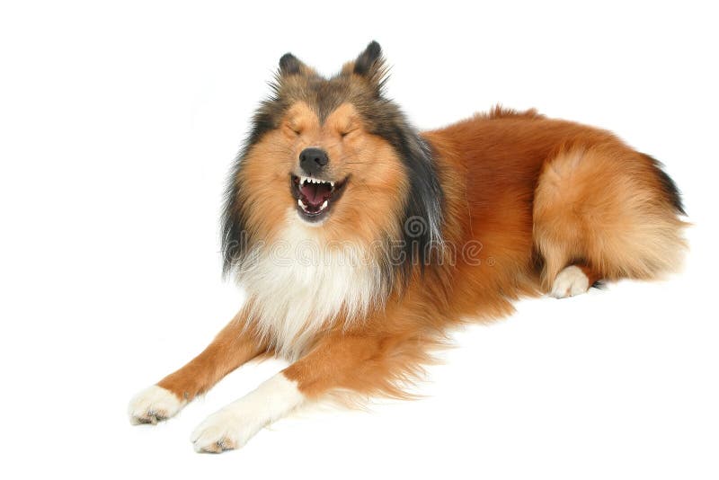 Laughing dog stock image. Image of cute, wildlife, laughs - 655539