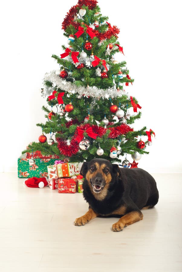 Laughing Dog on Floor by Christmas Tree Stock Image - Image of gifts ...
