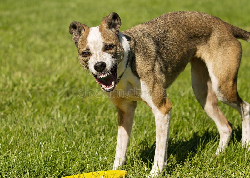 Laughing Dog stock photo. Image of grass, smile, play - 47171152