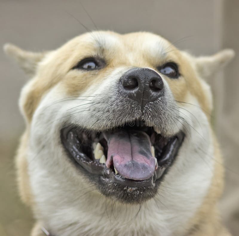 Do Dogs Laugh In Their Sleep