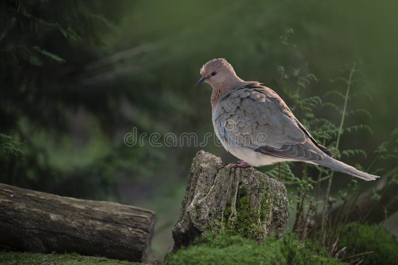 Laughing Dove (Columbidae) Perched on a Tree Stump Stock Image - Image ...