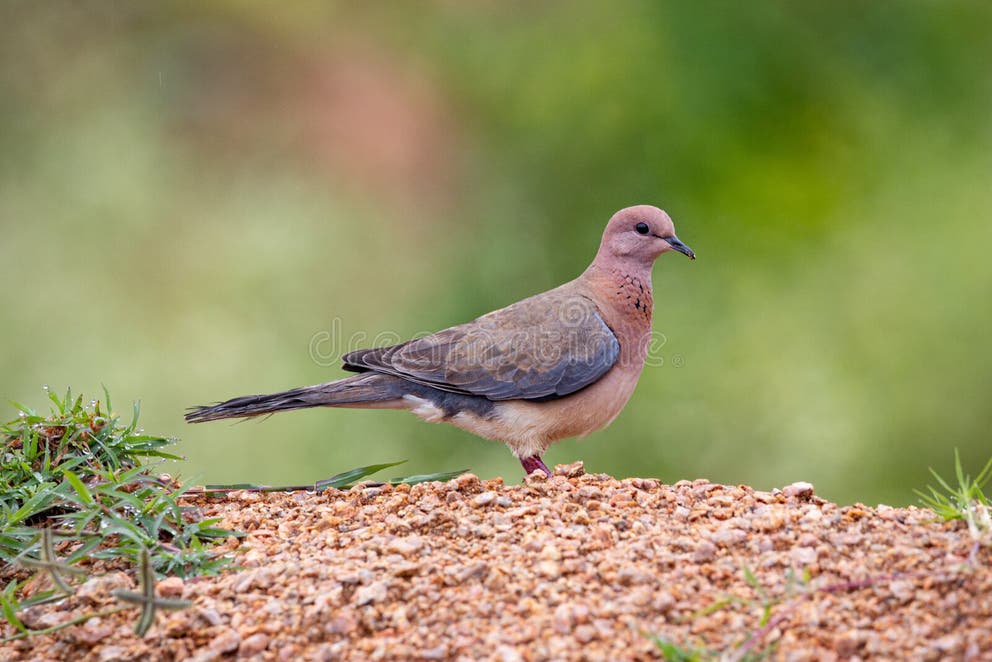 Laughing dove on hunt stock photo. Image of animal, finch - 198883192
