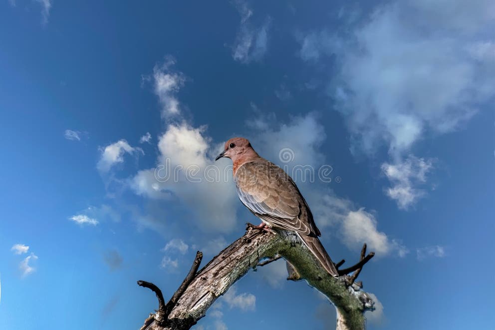 Laughing Dove stock photo. Image of laughing, sparrow - 293462236