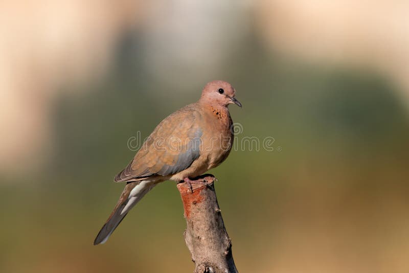 Laughing Dove Perched on a Tree Stock Image - Image of finch, nature ...