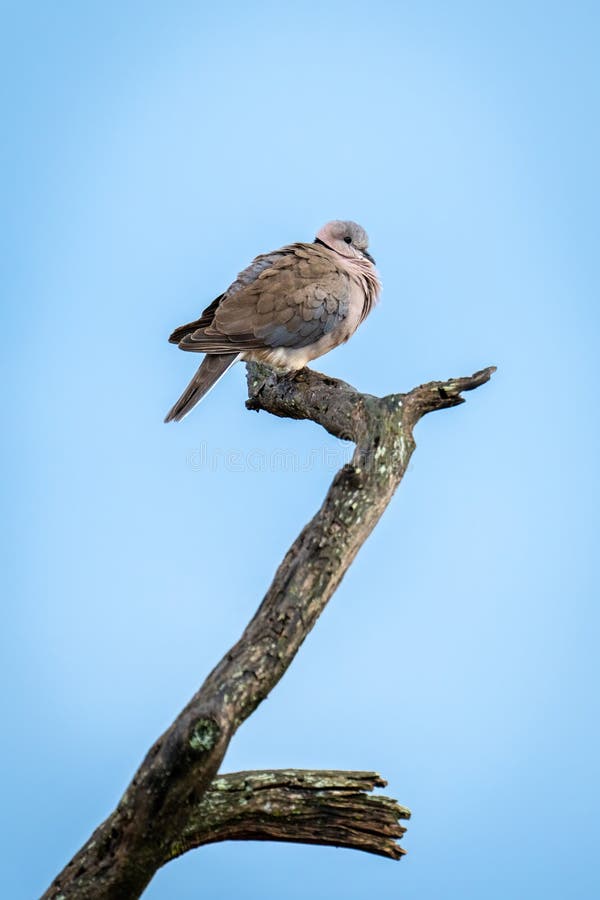 Laughing Dove in Profile on Twisted Branch Stock Photo - Image of ...