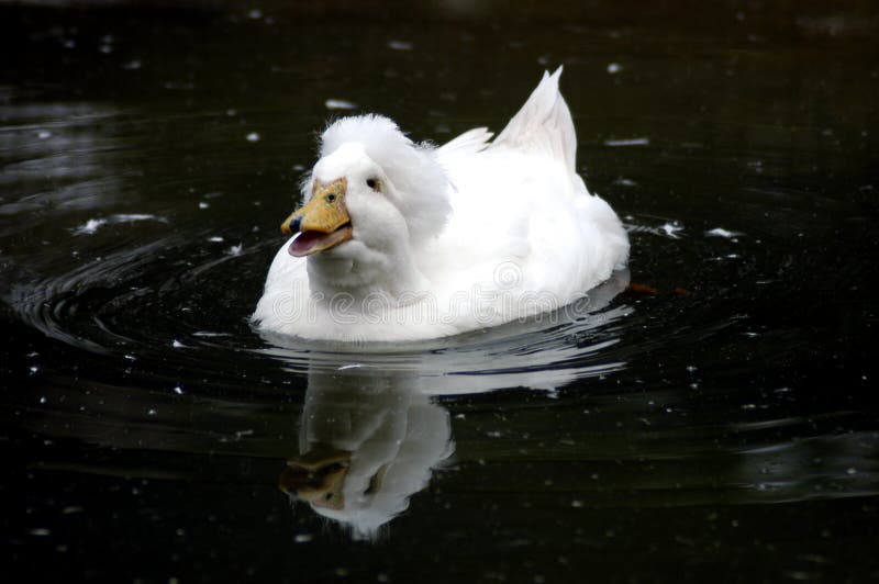 Laughing Duck Picture. Image: 296777